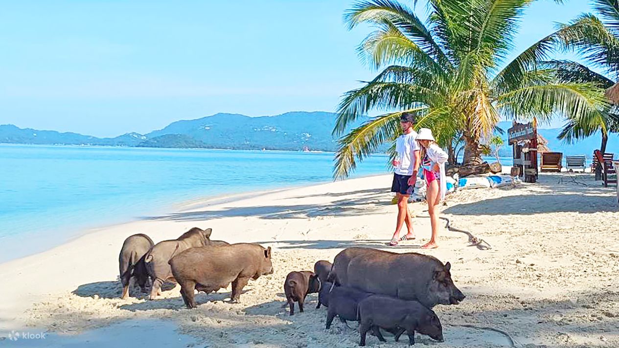 Pig Island VIP - Klook