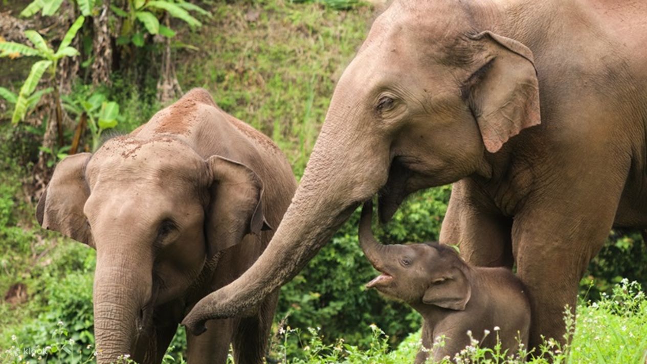 Hike to Find Elephants & Cultural Homestay Experience - Klook