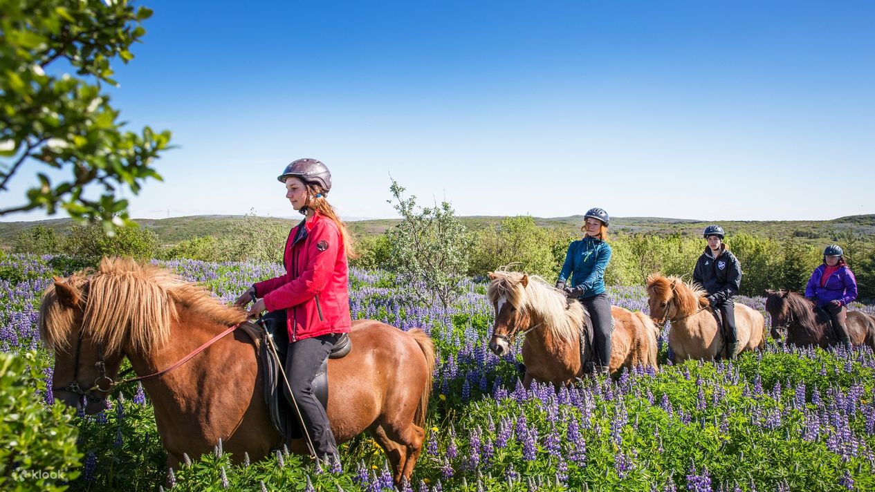 Viking Horse Riding Experience from Hafnarfjordur - Klook