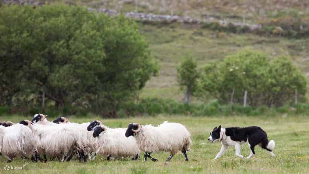 Glendalough, Kilkenny, and Sheepdog demonstration tour from Dublin - Klook