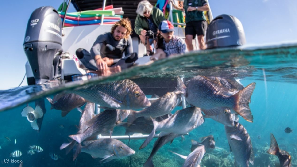 3-Hour Turtle Eco Tour in Coral Bay - Klook Australia