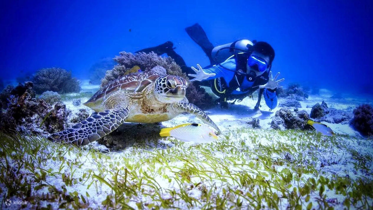 Dive Deeper: PADI Advanced Open Water Diver in Bohol with PADI 5 Star ...