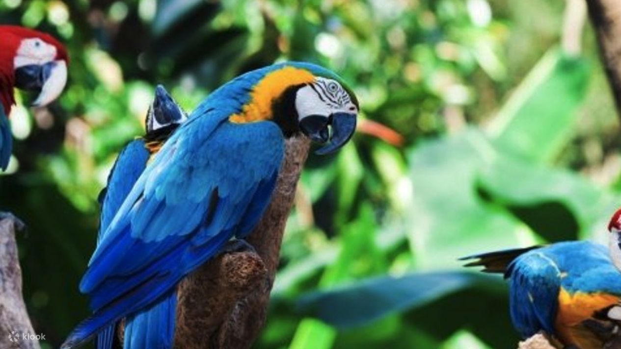 Loro Parque and Siam Park Admission Ticket in Tenerife - Klook Australia