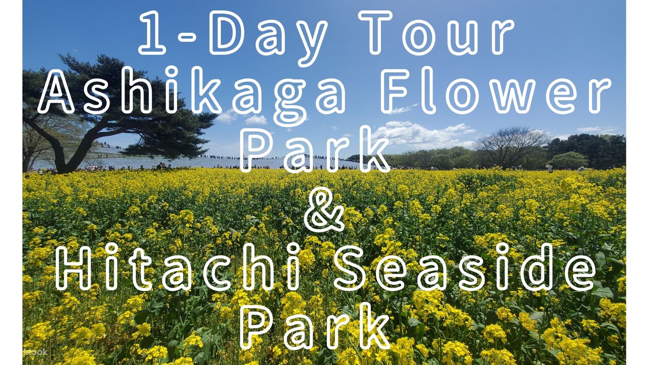 1-Day Ashikaga Flower Park & Hitachi Seaside Park Tour from Shinjuku ...