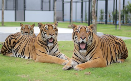Tiger World Thailand: Everything You Need Before Visiting
