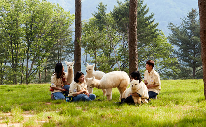 Best Alpaca World Tours, South Korea 2025