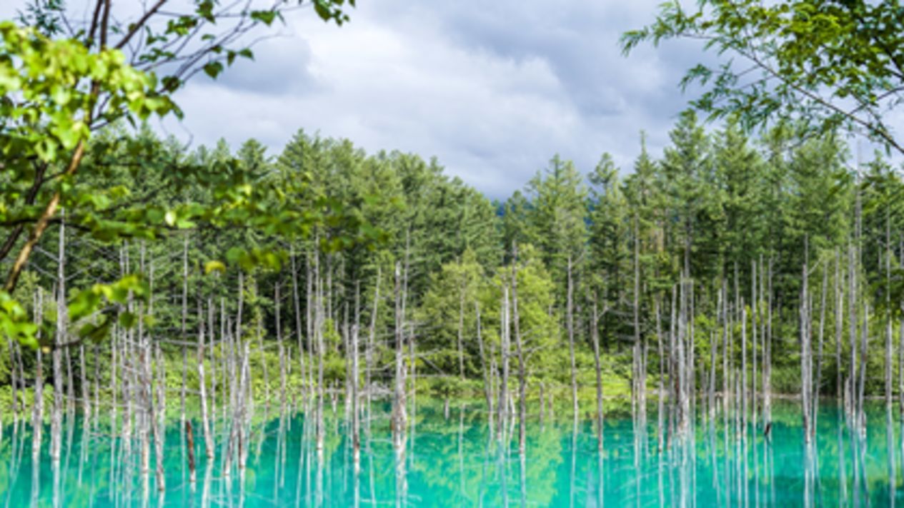 Best things to do in Shirogane Blue Pond, Japan 2025