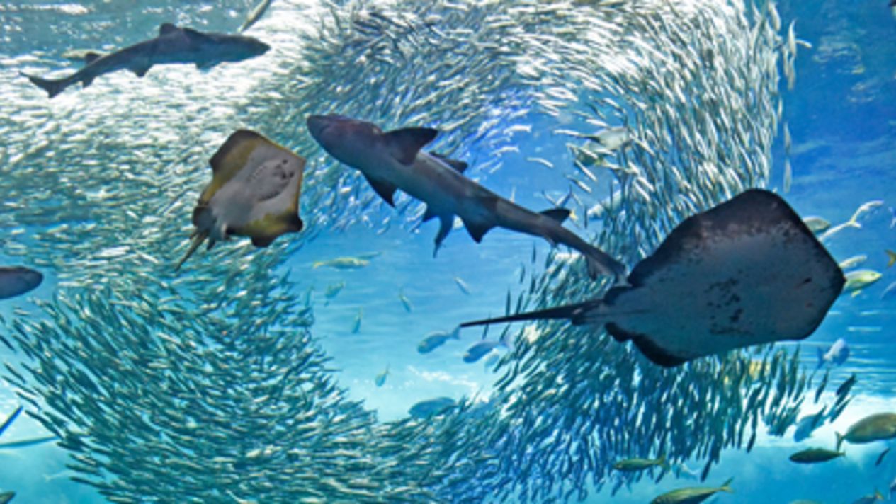 ร้านนวดและสปาที่ดีที่สุดในพิพิธภัณฑ์สัตว์น้ําเอะโนะชิมะ ญี่ปุ่น ปี2025