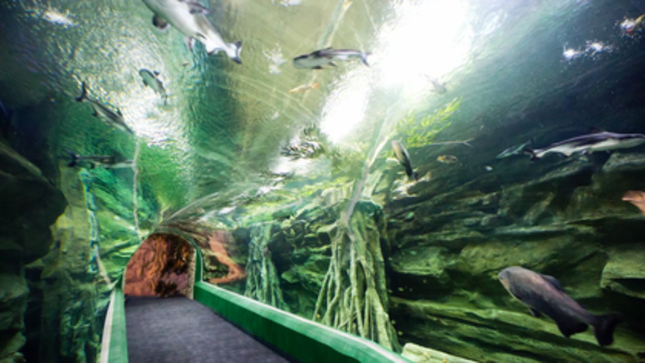 Best things to do in Lotte World Aquarium, South Korea 2025
