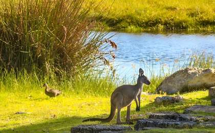 Caversham Wildlife Park: Everything You Need Before Visiting