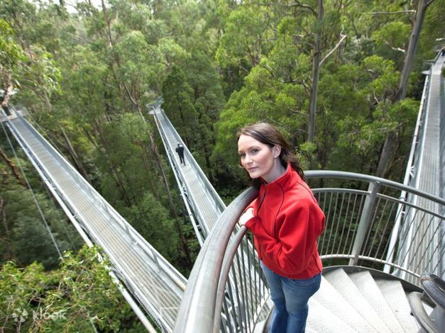 Otway Fly Treetops Walk Ticket - Klook
