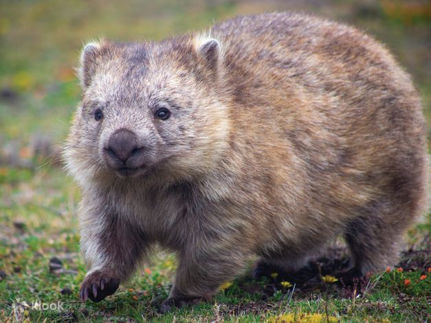 Penguin Parade, Milking Farm & Koala Park 1-Day Tour (Chinese Guide ...