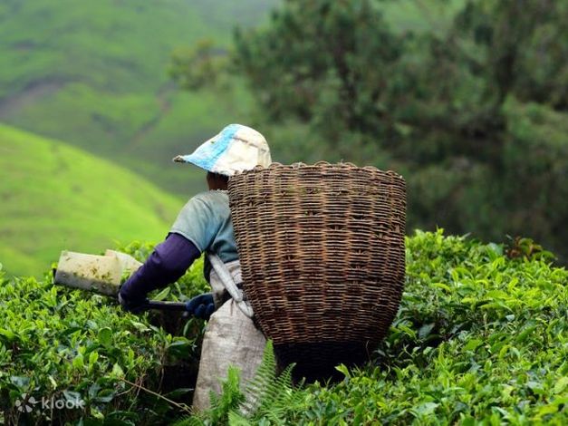 3D2N Cameron Highlands Tour from Singapore - Klook Singapore