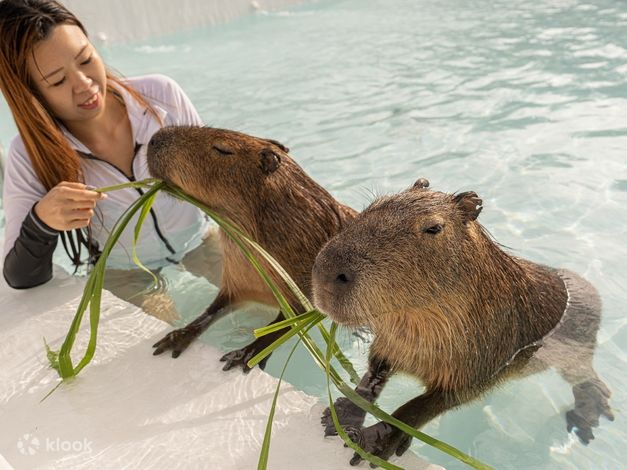 Pingtung Kenting Deer Island Capybara Ecological Park Ticket - Klook