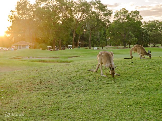 Kangaroo Safari & Mini-Golf in the Swan Valley - Klook