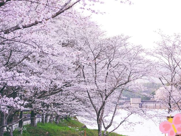 [Sakura Limited] Kyushu Saga Cherry Blossom Viewing Spots Day Tour ...