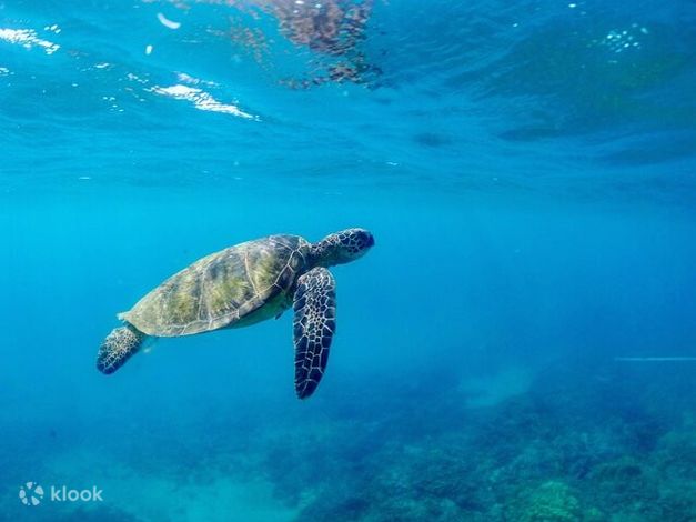 马阿拉伊亚港 (Quicksilver) 龟镇浮潜体验 - Klook客路