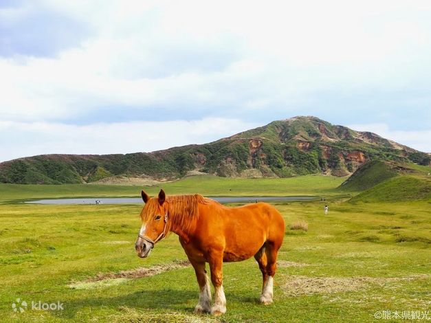 1 Day Tour of Aso and Takachiho (Optional Return via Aso Boy Train) - Klook