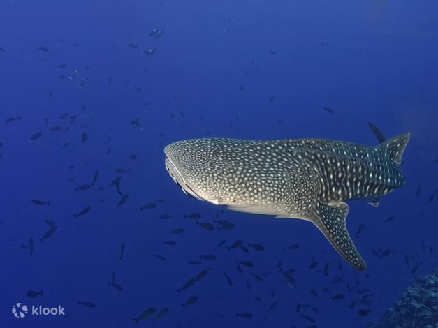 Immerse Yourself: Full-Day Dive Trip in Sipalay with Our PADI 5 Star ...
