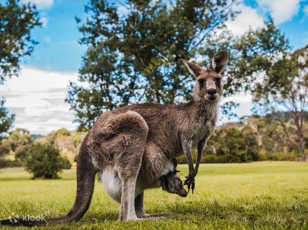 Wildlife Walking Tour from Canberra - Klook