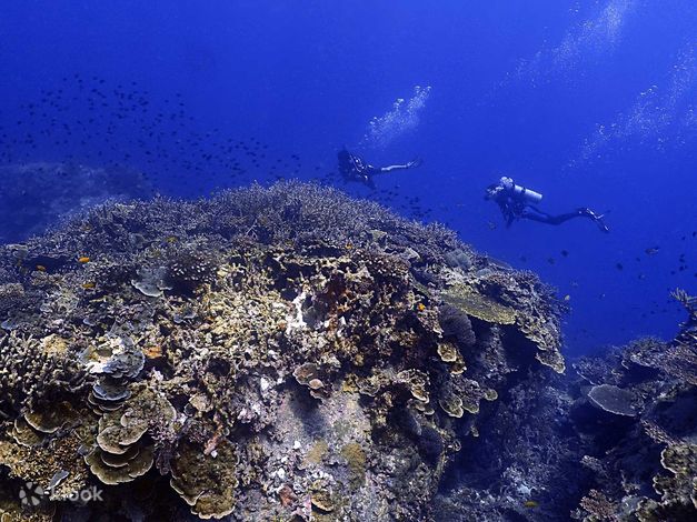 Tioman Island Leisure Diving Package (For Certified Divers) - Klook ...