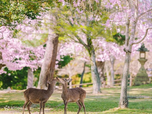 Kyoto Arashiyama Scenic and Cultural Tour and Nara Deer Fun Experience ...
