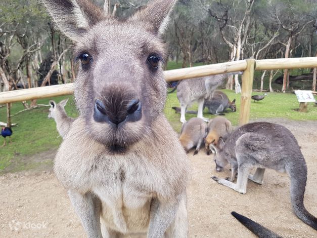 Moonlit Sanctuary Wildlife Conservation Park in Mornington Peninsula ...