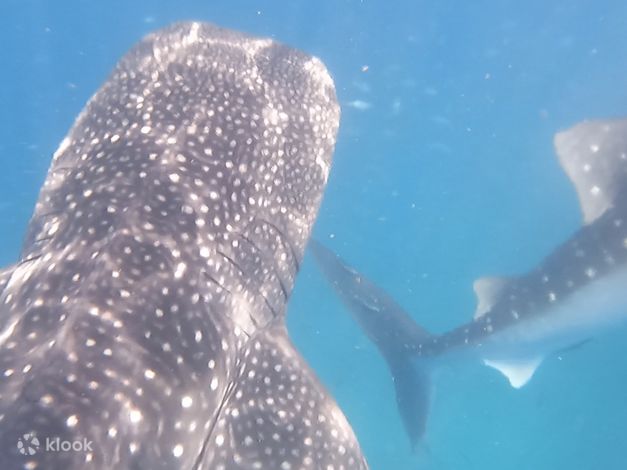 Whale Shark Interaction with Pahangog Twin Falls in Bohol - Klook Canada