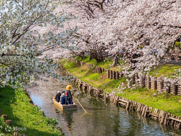 [One-day cherry blossom viewing tour in the suburbs of Kanto] Gongendo ...