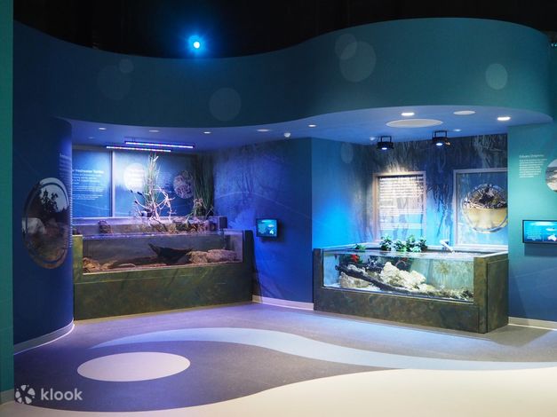 Dolphin Discovery Centre Ticket - Klook