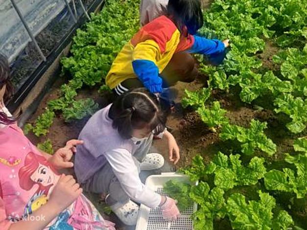 Daegu Korean Traditional Kimchi Making Class - Klook