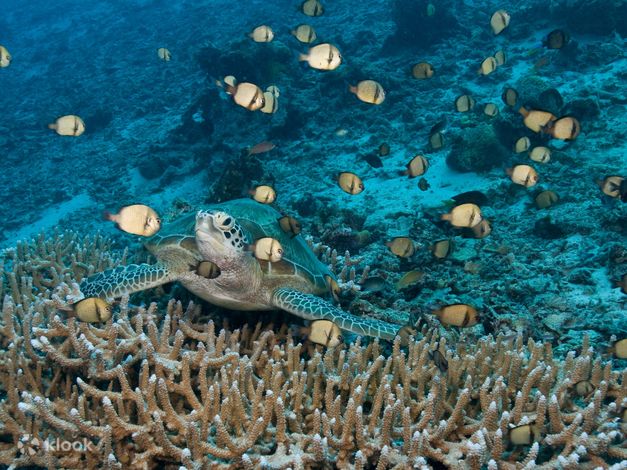 3D2N Stay at Mataking Reef Resort Full Board - Klook Malaysia