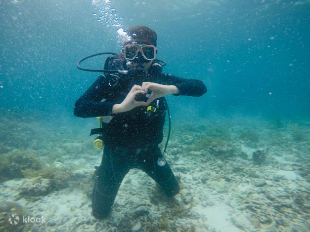 diving with whale sharks in oslob - Klook