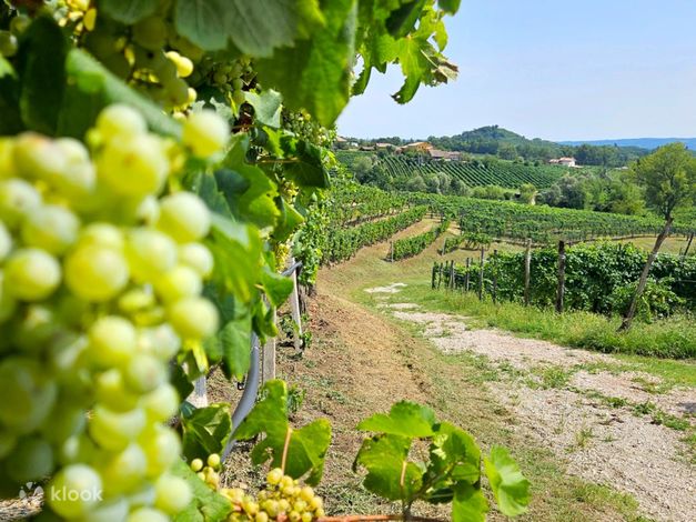 Prosecco winery tour from Venice with wine tasting and lunch - Klook