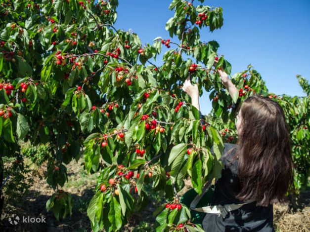 Cherry Picking Day Tour from Syndey Bus Tour - Klook