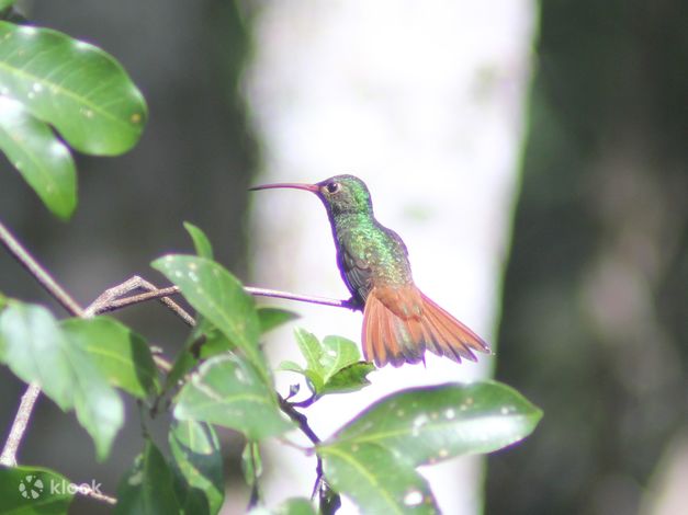 Birdwatching Tour in Cancun Mexico - Klook United States