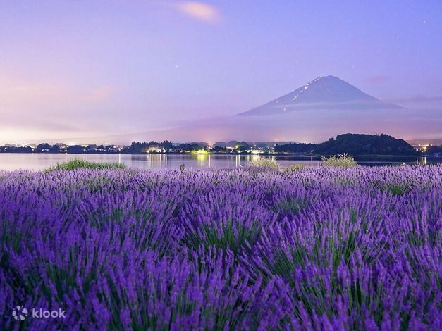 Flower viewing limited one-day tour | Mount Fuji flower viewing ...