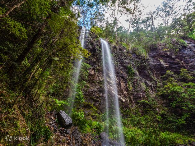 Springbrook National Park Bush Walking Tour (Chinese Tour) - Klook ...