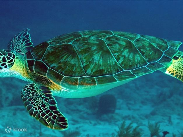 Snorkeling with Sea Turtles at Mirissa, Sri Lanka - Klook India