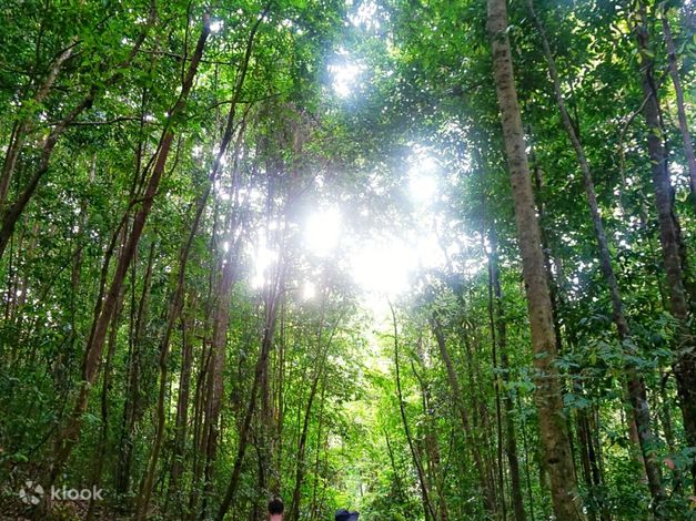 Panti Forest Trekking Bunker Trail Tour at Desaru - Klook Singapore