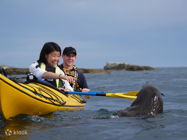 Seal Kayaking Adventure in Kaikoura, New Zealand - Klook United States