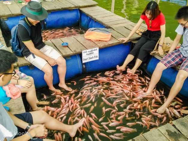 Madu River Boat Safari, Fish Therapy & Visit to Sacred Buddhist Site ...