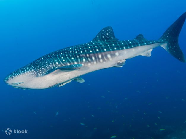Donsol Sorsogon Whaleshark Interaction Tour in Bicol - Klook India