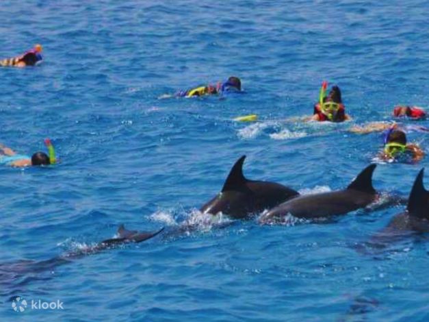Dolphin House Hurghada Full-Day Tour with lunch and water games - Klook ...