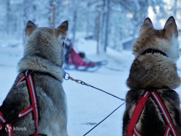 Husky Kennel Visit and Sledding Tour - Klook New Zealand