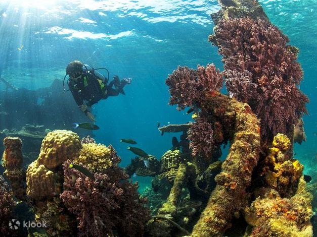 4D3N Diving Experience in Pulau Redang with Accomodation - Klook Malaysia