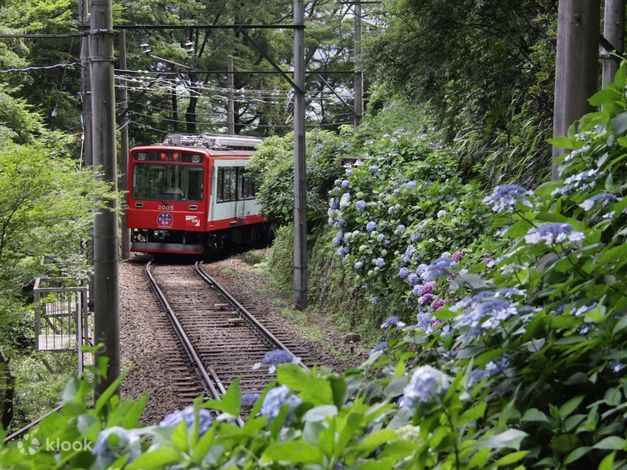 Mishima Sky Bridge Hydrangea Festival, Hakone Hydrangea Tram ...