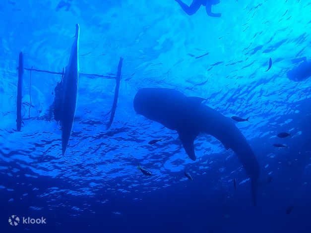 Donsol Sorsogon Whaleshark Interaction Tour in Bicol - Klook Malaysia