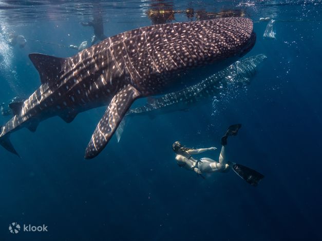 Swim with the Whale Sharks Adventure by Plantation Bay in Cebu - Klook ...