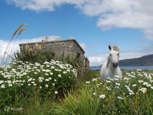 Kylemore Abbey or Connemara National Park Day Tour from Galway - Klook
